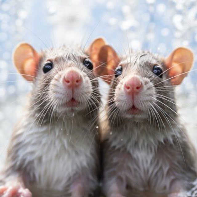 Telegram-канал "Без обид, но… | Троицкая Ксения" — @talk_nk — TGStat